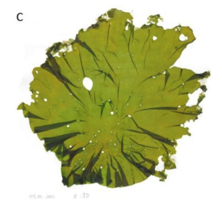 Chemical profiling of the Arctic sea lettuce Ulva lactuca (Chlorophyta) mass-cultivated on land ...